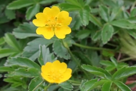 Propiedades y usos tradicionales de la Tormentilla | REM